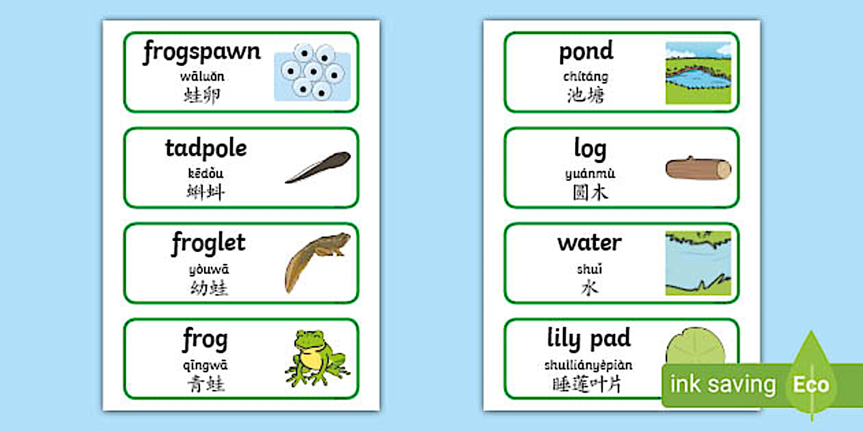 Life Cycle of a Frog Word Cards - English/Mandarin Chinese/Pinyin