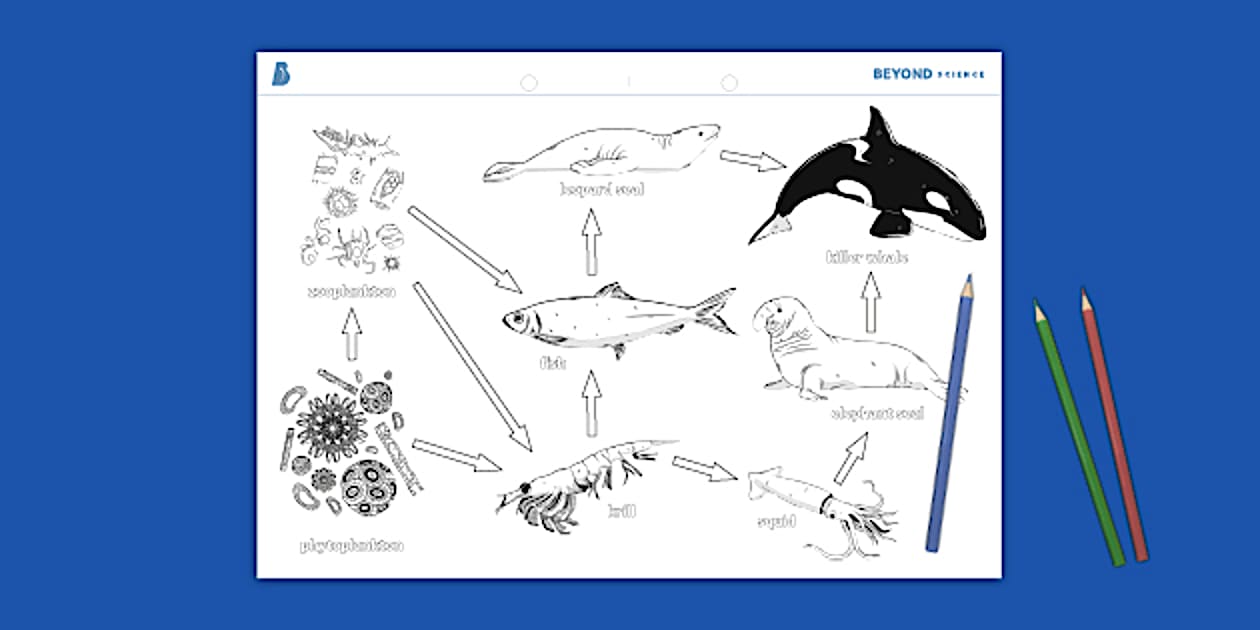 Food Web Colouring Sheet | KS3 Biology | Beyond Science