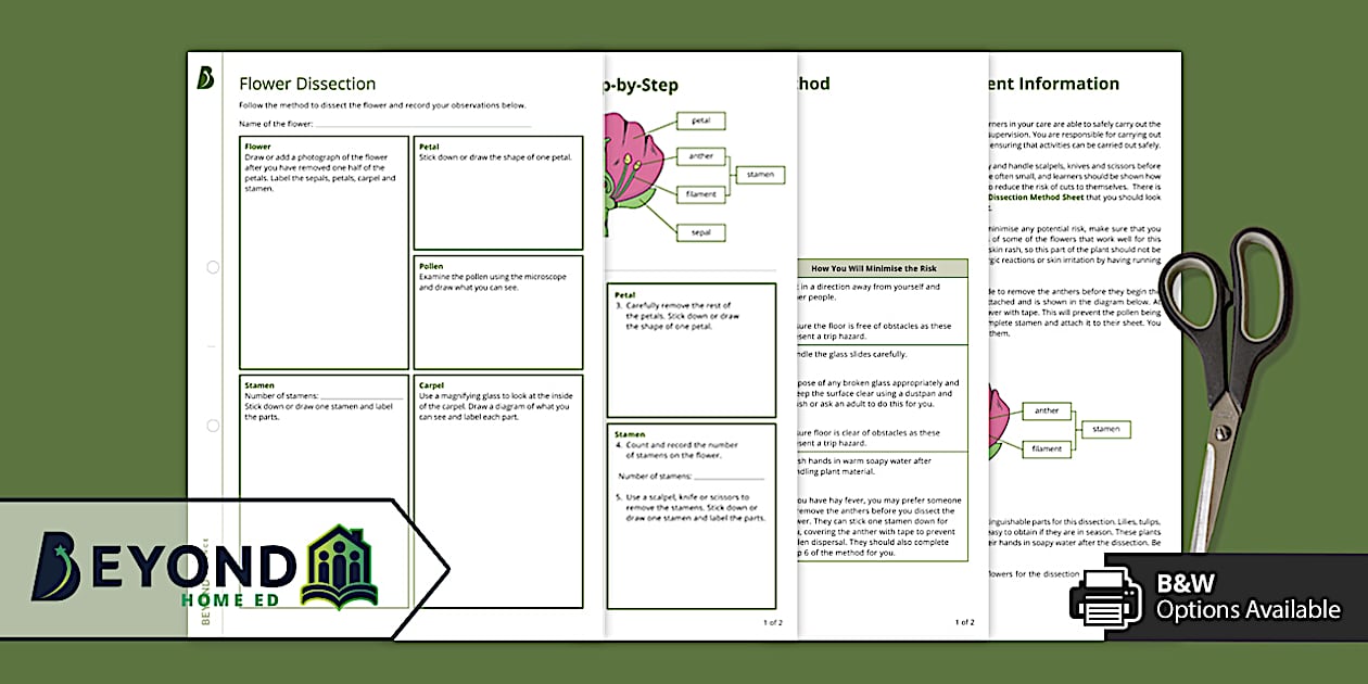 Flower Dissection | KS3 Science Home Learning | Beyond