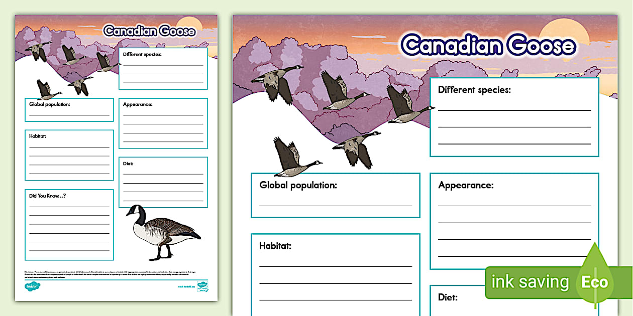 Canadian Goose Fact File Template (teacher made) - Twinkl