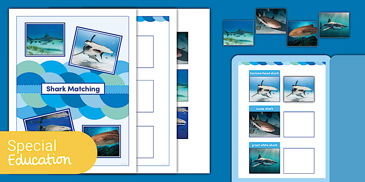 Shark Matching File Folder Activity for Special Education