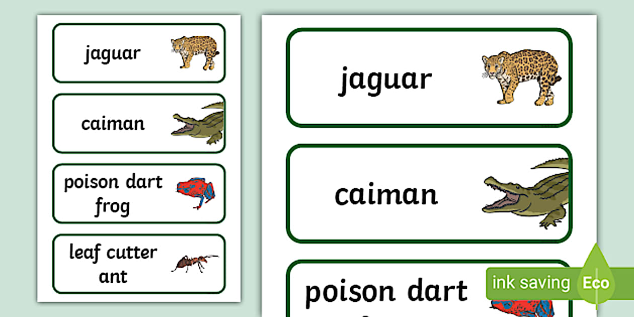 Dyslexic Rainforest Explorer Role Play Word Cards - Twinkl