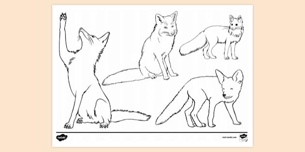 Fox Colouring Sheet - 4 Foxes to Colour | Colouring Sheets
