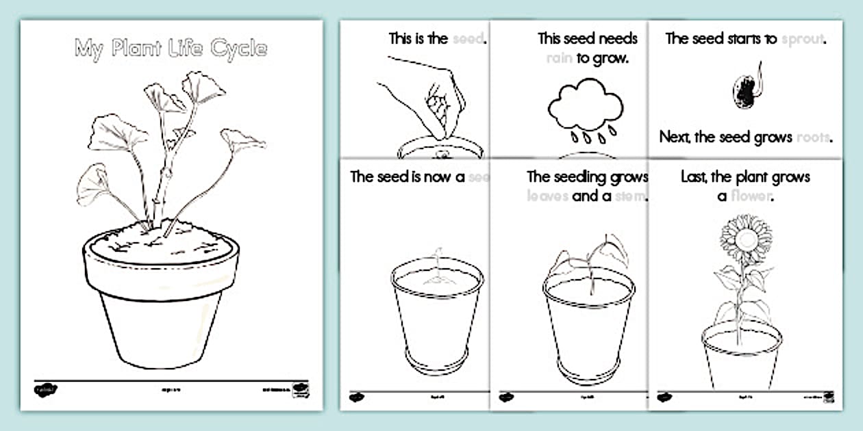 Plant Life Cycle Kindergarten Booklet | Biology | Twinkl USA