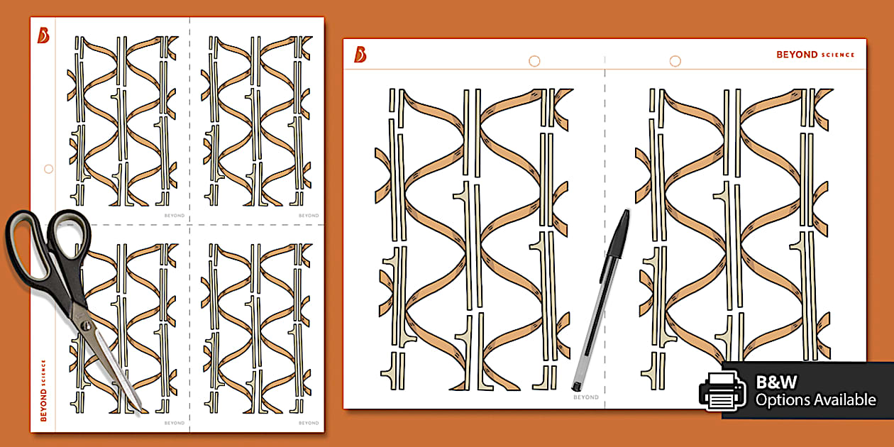 Xylem Illustration | Science | Beyond Secondary - Twinkl