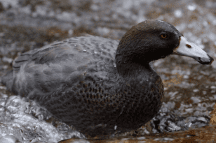 Whio Awareness Month - Twinkl