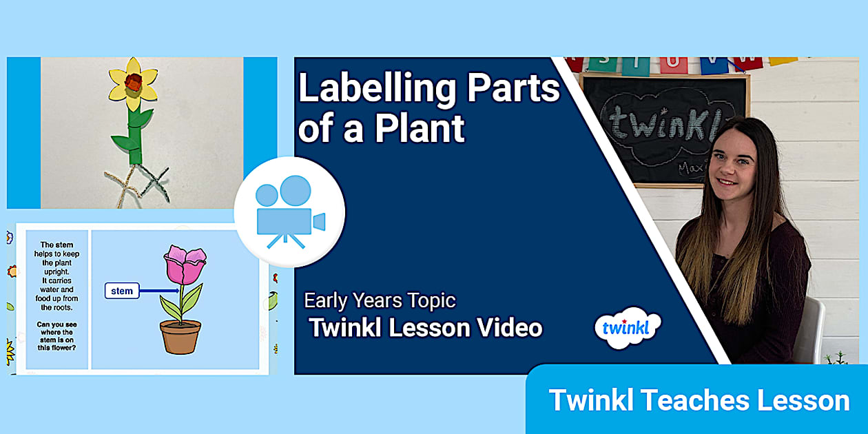 Labelling Different Parts of a Plant | EYFS Video Lesson