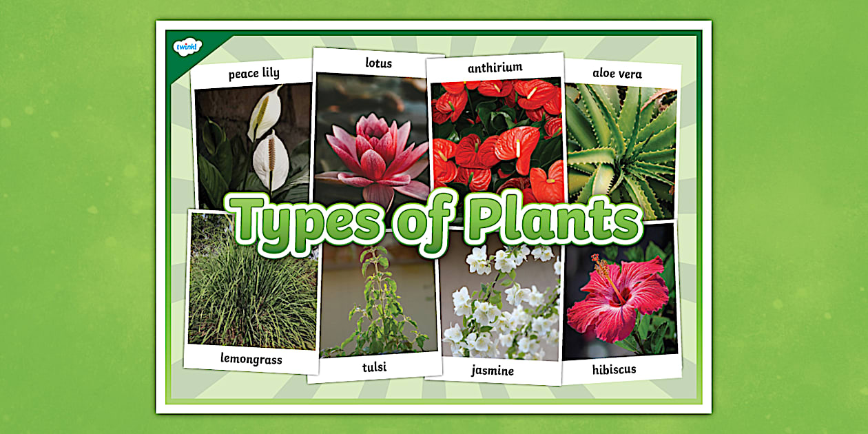 Types of Plants Photo Display Poster (teacher made) - Twinkl