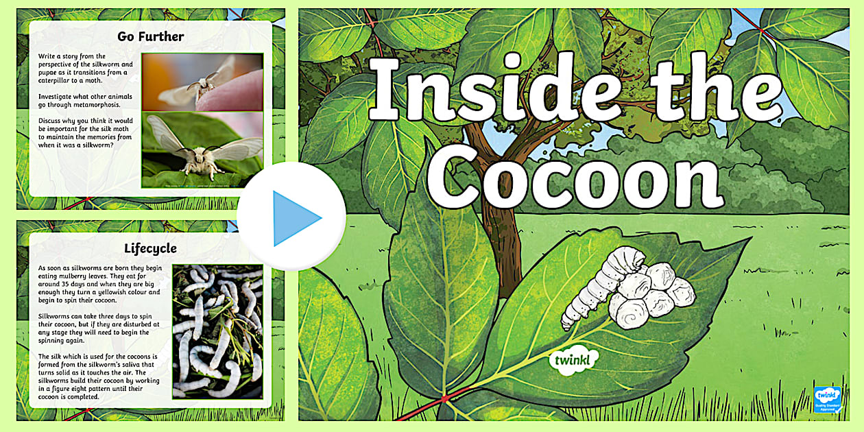 Inside a Silkworm Cocoon PowerPoint (teacher made) - Twinkl