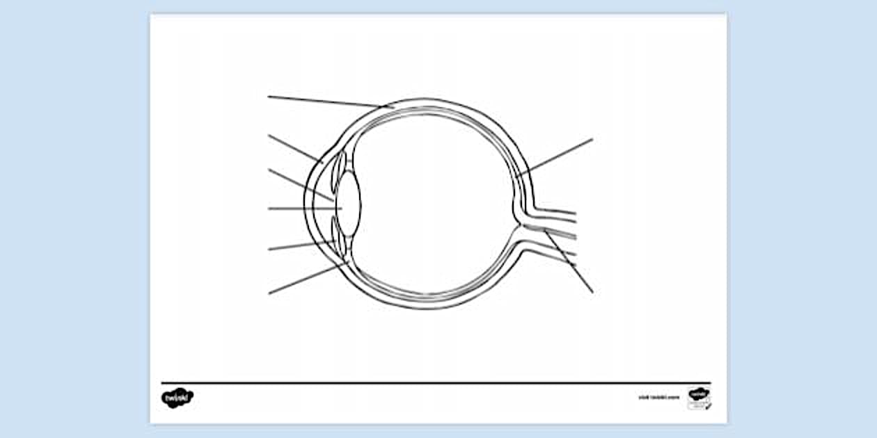Eye Diagram Side View No Text Colouring | Colouring Sheets