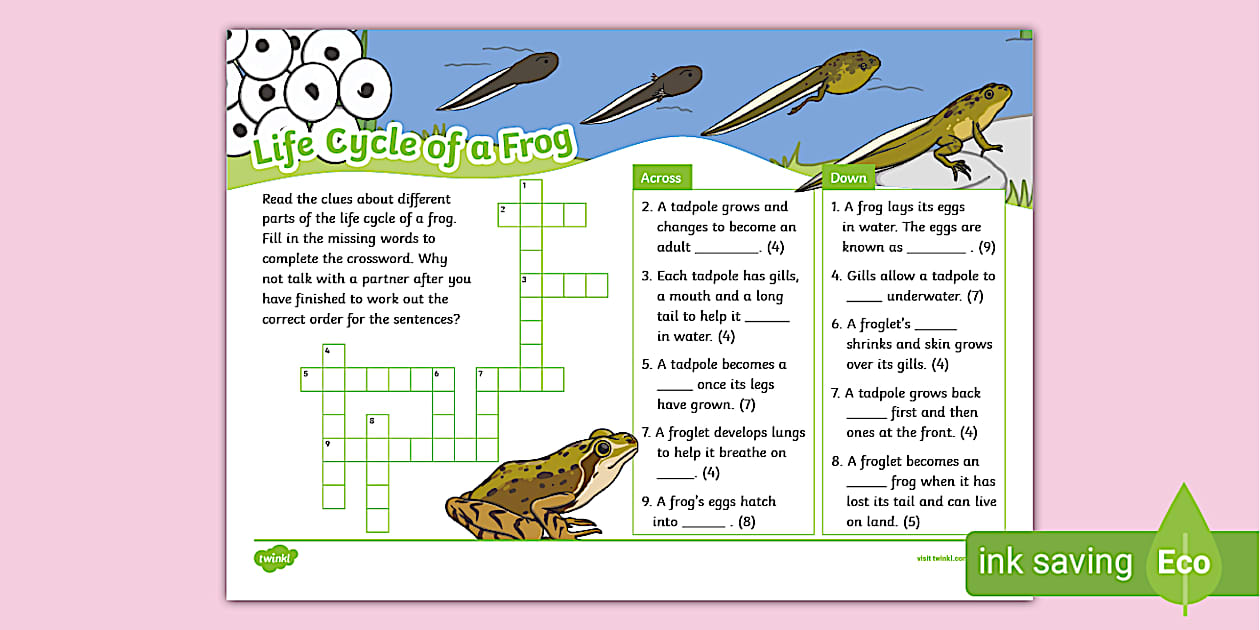 Life Cycle of a Frog Crossword (teacher made) - Twinkl