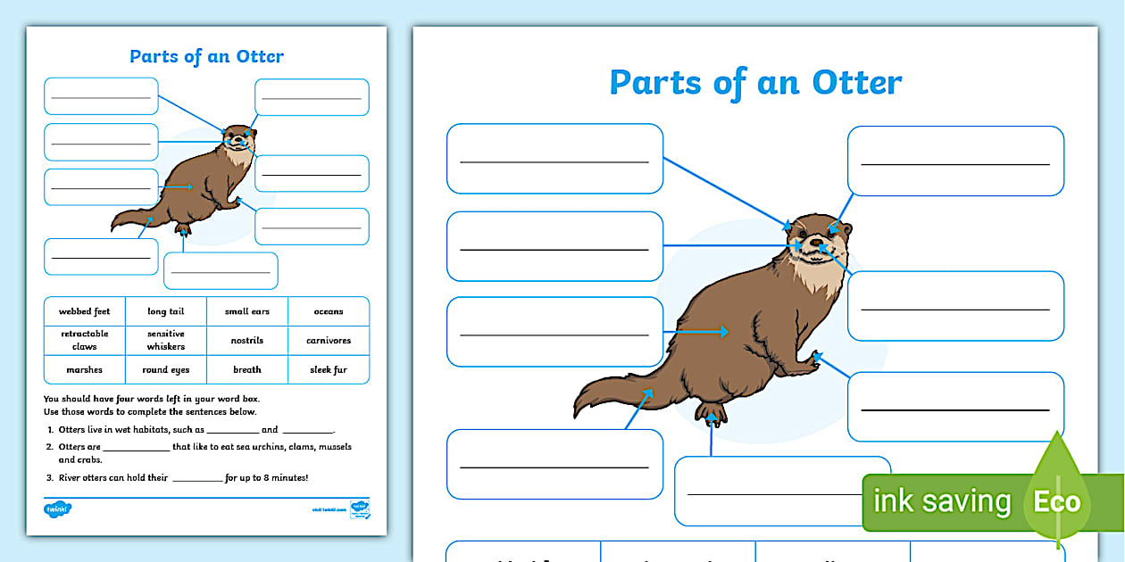Parts of an Otter Labelling Activity,otter (teacher made)