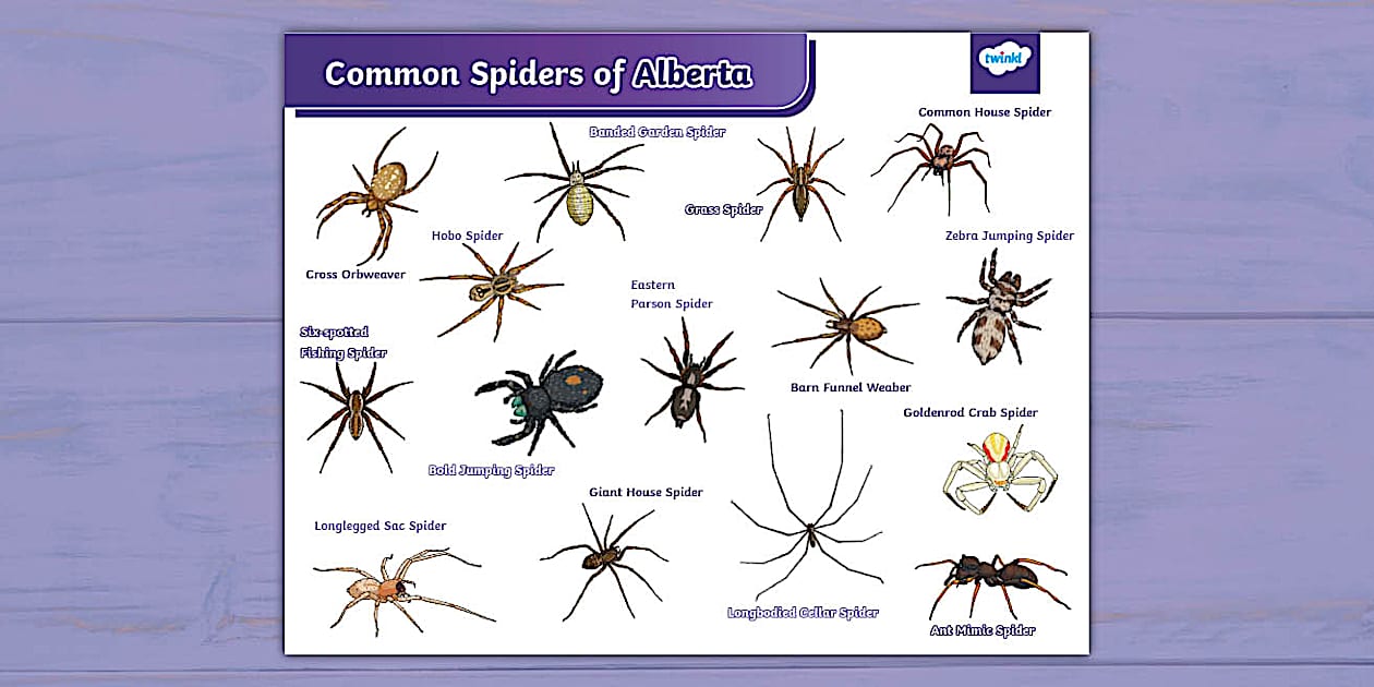 Spiders of Alberta I Twinkl Posters I Canada (teacher made)