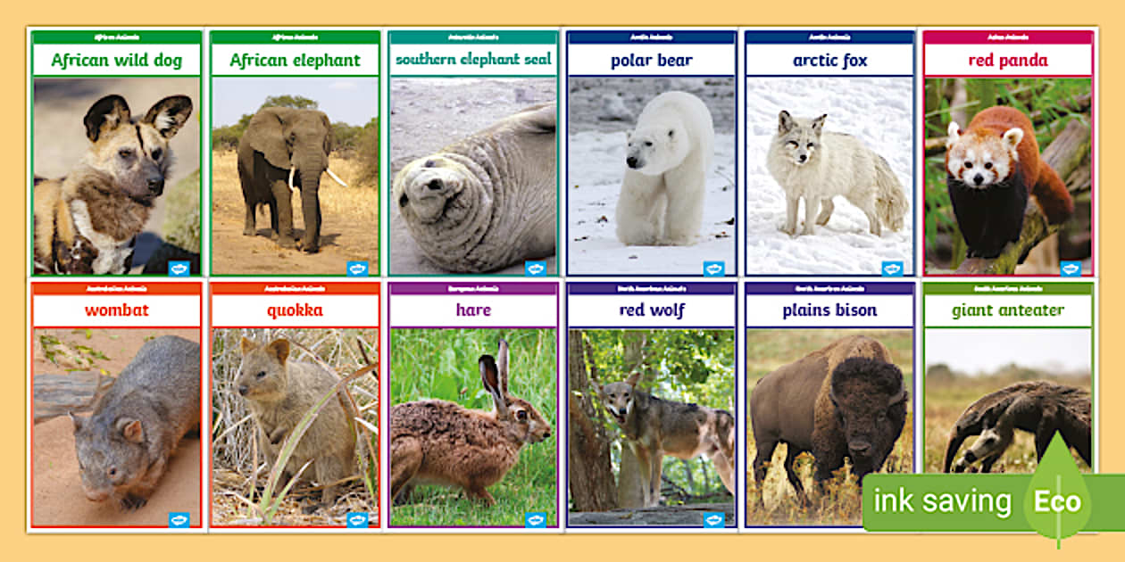 Animals and their Continents Display Photos - Twinkl