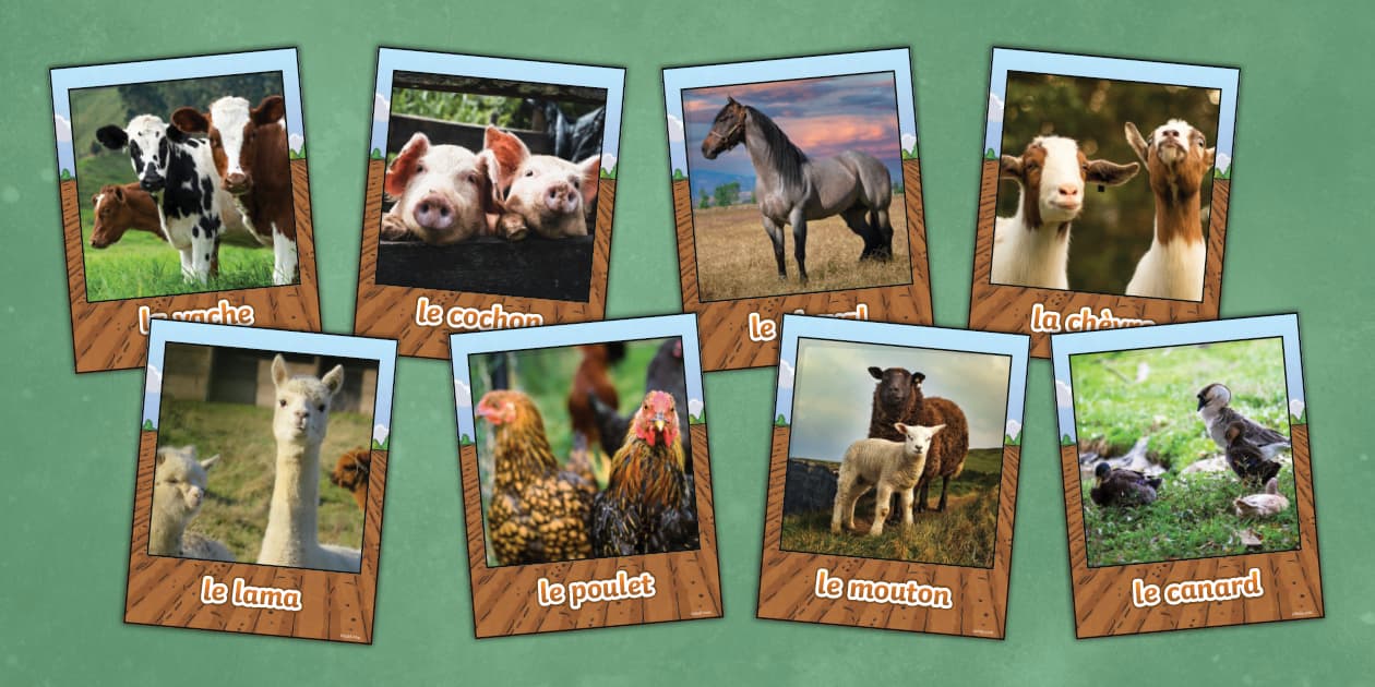 Photos instantanées : Animaux de la ferme - Twinkl Displays
