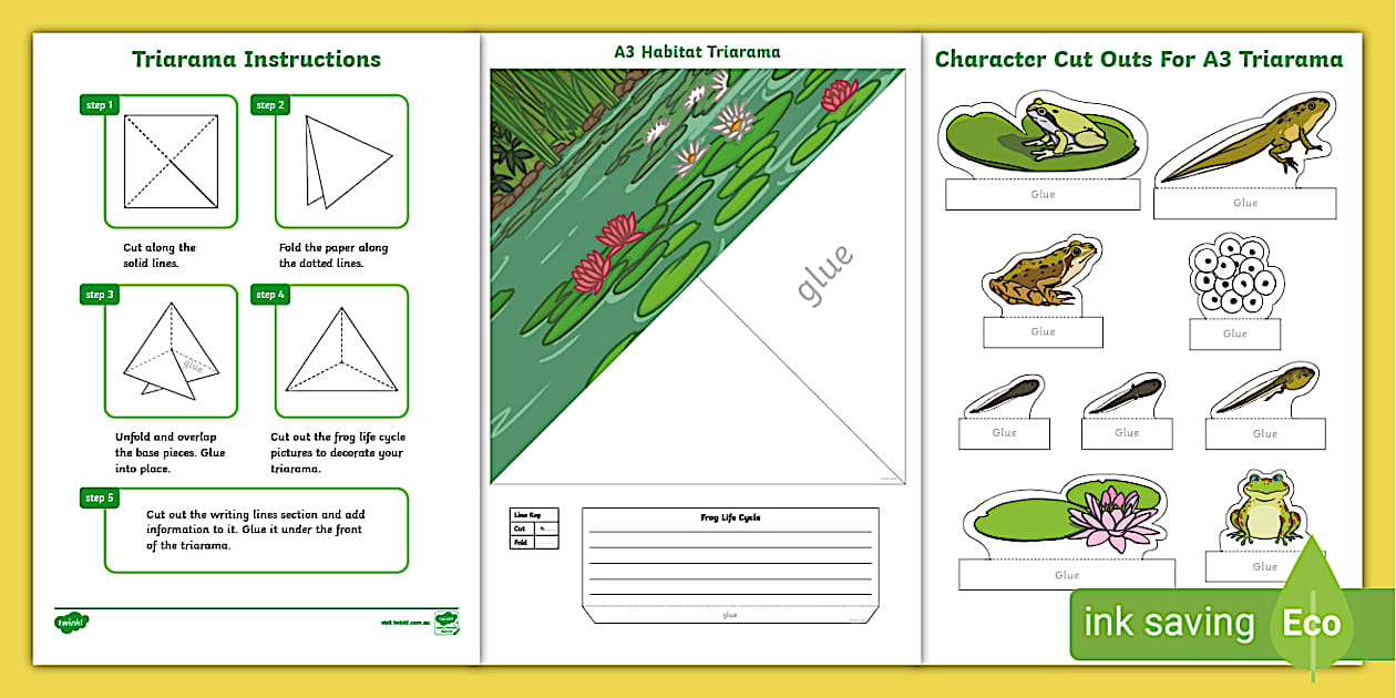Frog Life Cycle Triarama (creat de profesori) - Twinkl
