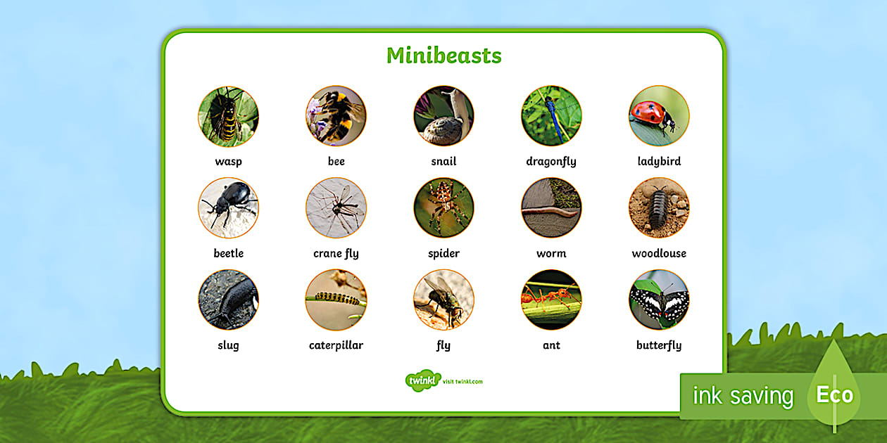 Cursive Minibeasts Photo Word Mat (Lehrer gemacht) - Twinkl