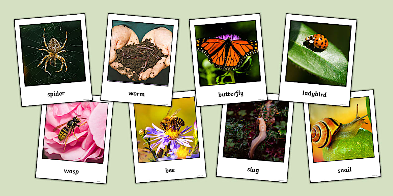 Minibeast Instant Photo Style Display Images (teacher made)