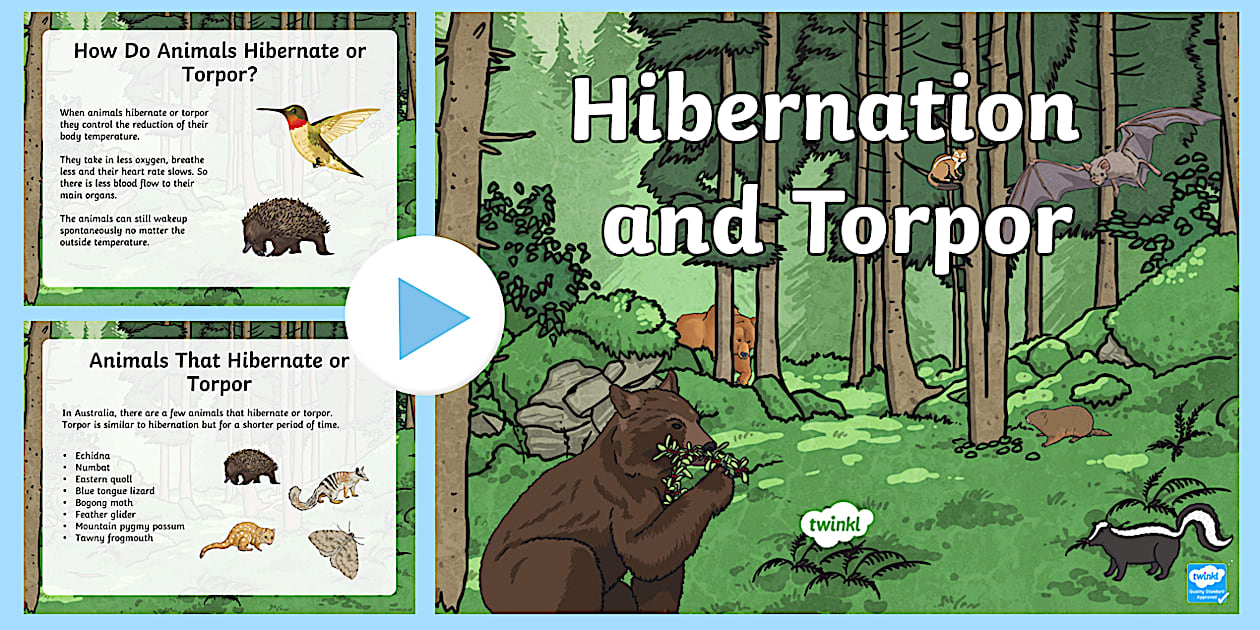 Hibernation and Torpor PowerPoint | Teaching Resources