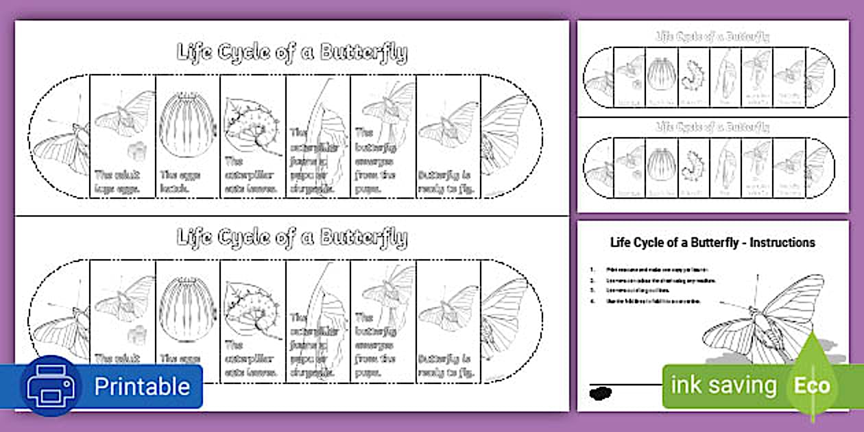 Life Cycle Of A Butterfly | Concertina Booklet Resource