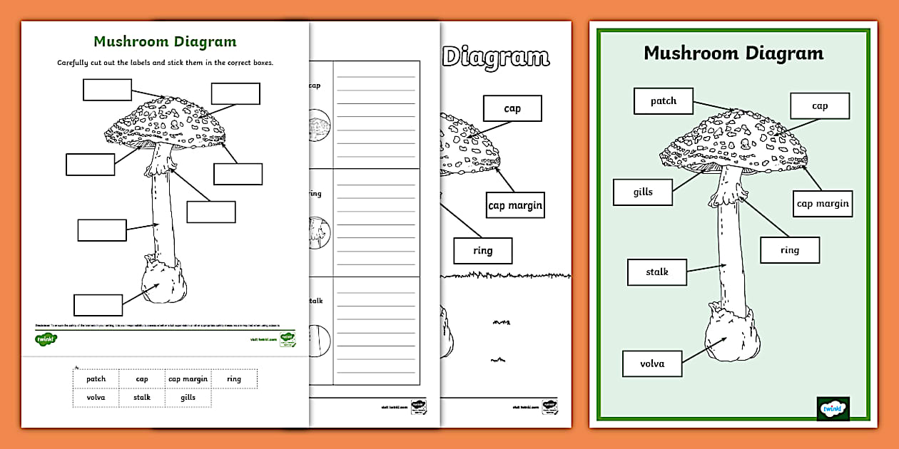 Mushroom Diagram Activity Pack (teacher made) - Twinkl