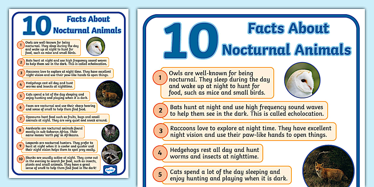 10 Facts About Nocturnal Animals Display Poster - Twinkl