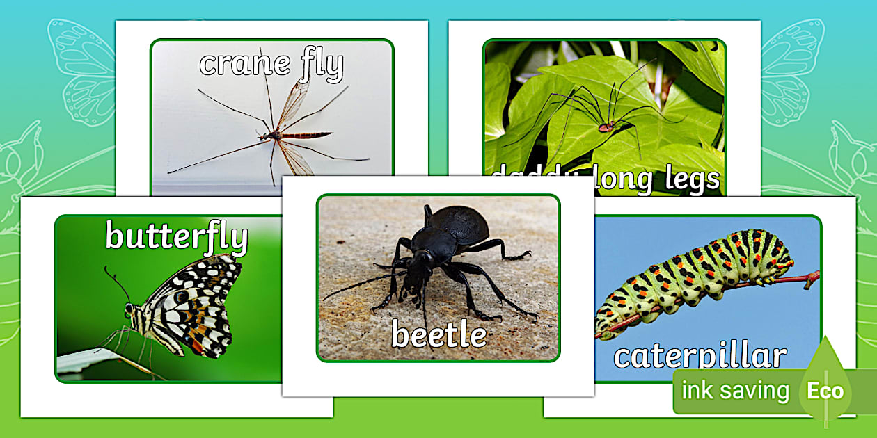 Minibeast Display Pictures - Teaching Resources - Twinkl