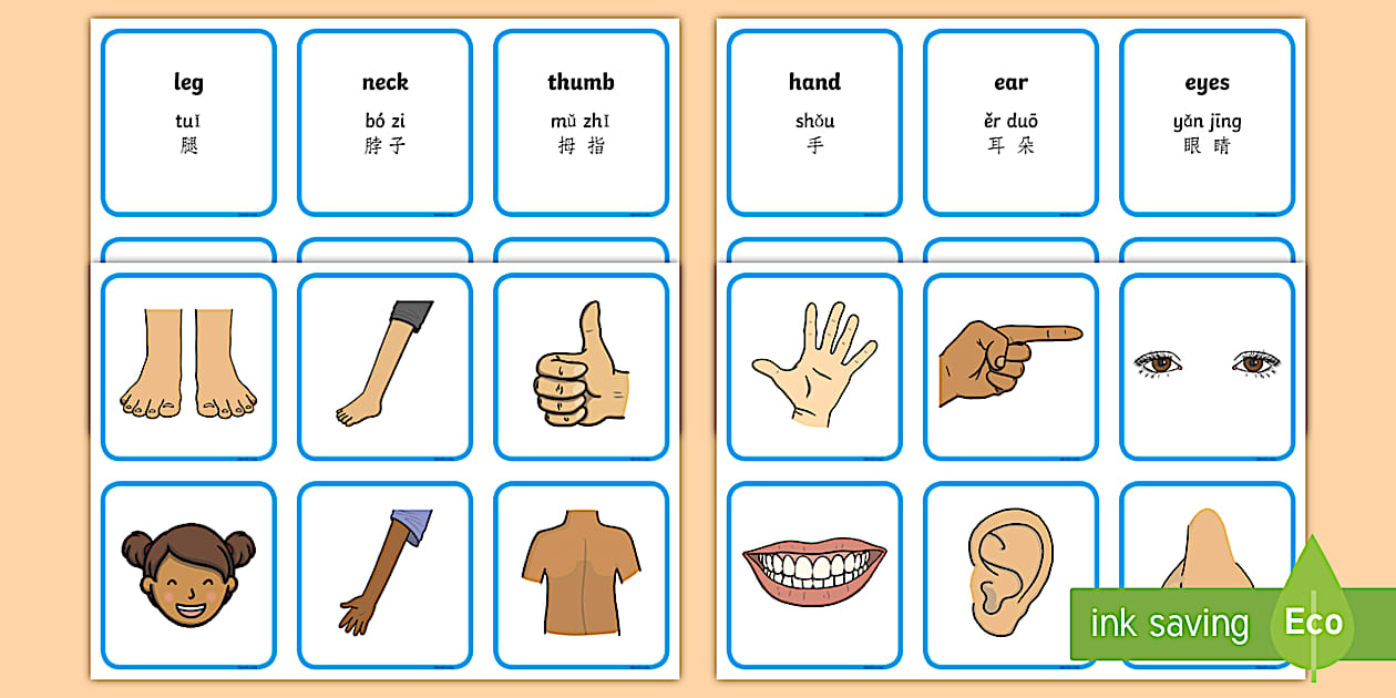 Editable Parts Of The Body Word and Picture Matching Cards English/Mandarin