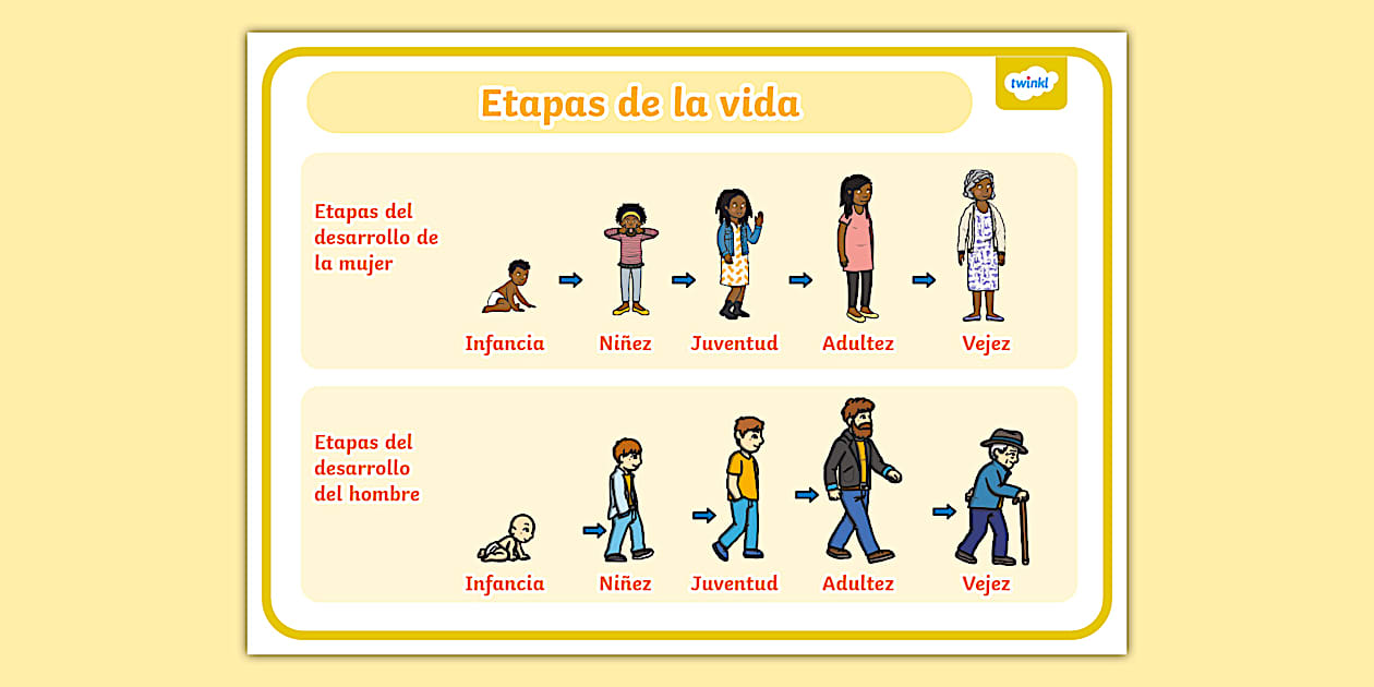 Lámina de las etapas de la vida | Recursos educativos Twinkl