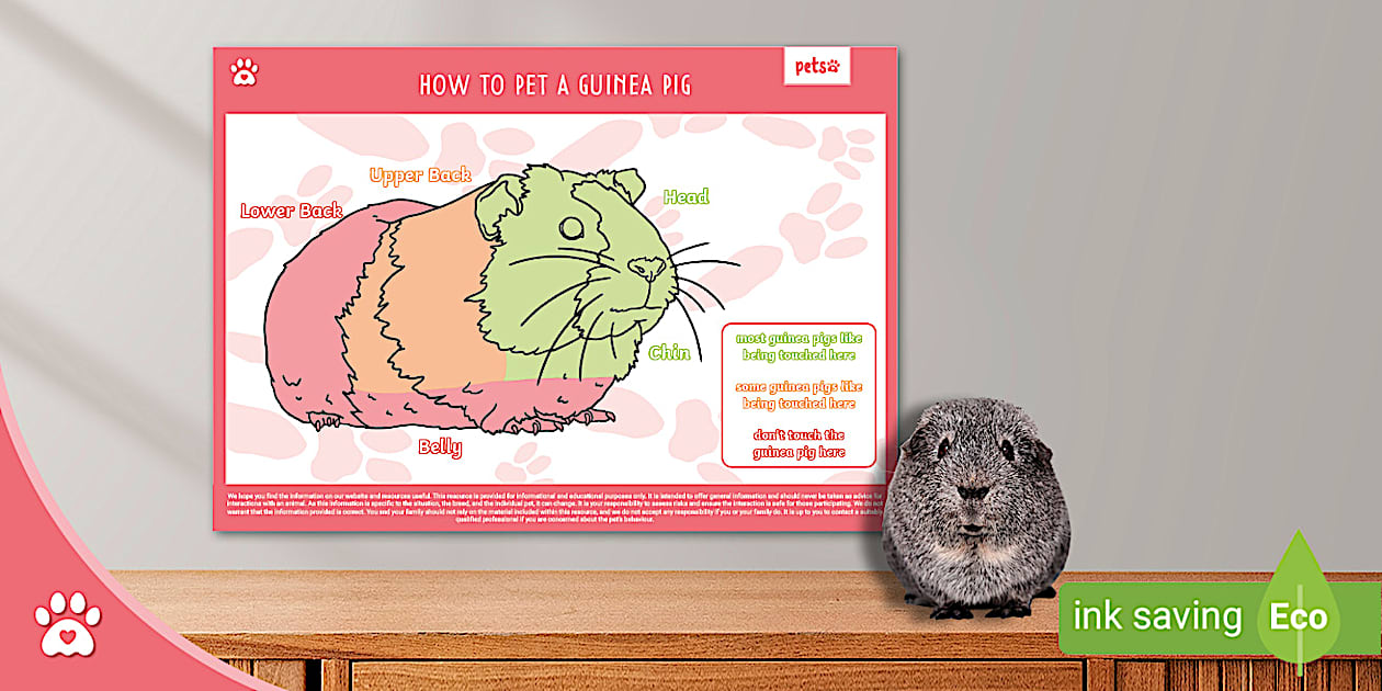 How to Pet a Guinea Pig - Display Poster - Twinkl Pets
