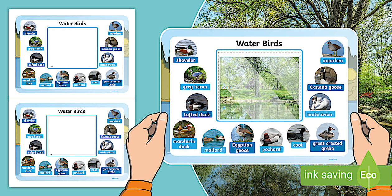 I Spy Nature Frame: Water Birds | Twinkl - Twinkl