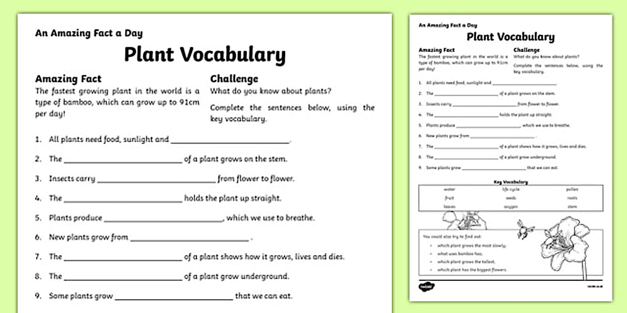 Plant Vocabulary Worksheet — KS2 Resources - Twinkl