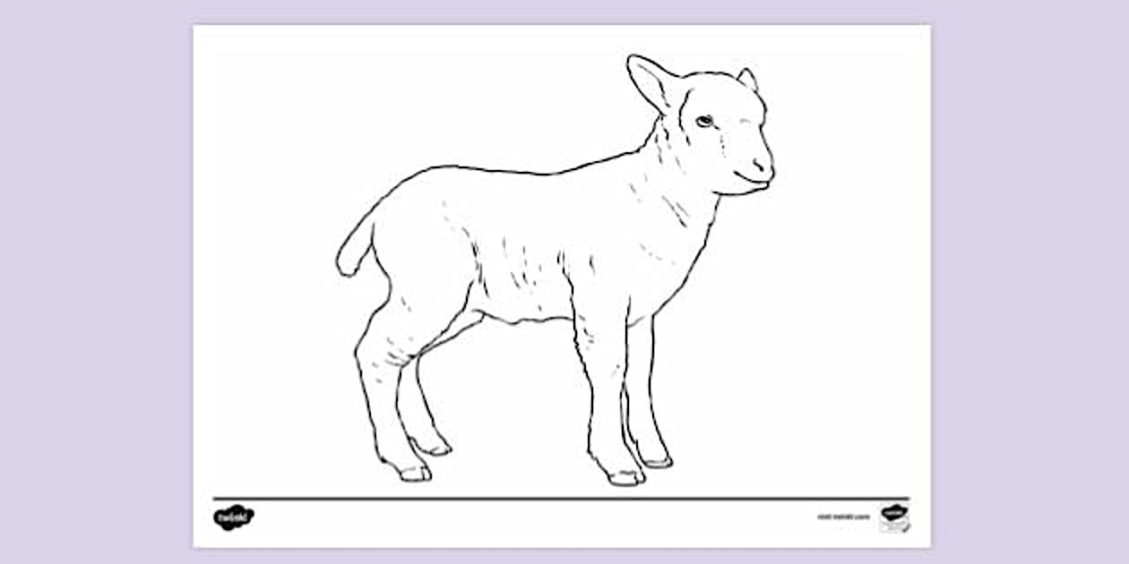 Printable Lamb Colouring Sheet | Colouring Sheets - Twinkl