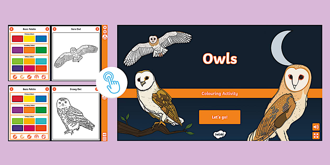 Owl Interactive Colouring (Teacher-Made) - Twinkl