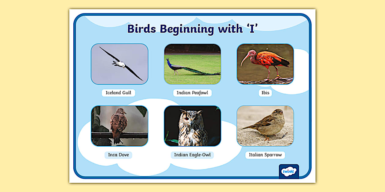Birds Beginning with the Letter 'I' Word Mat (teacher made)