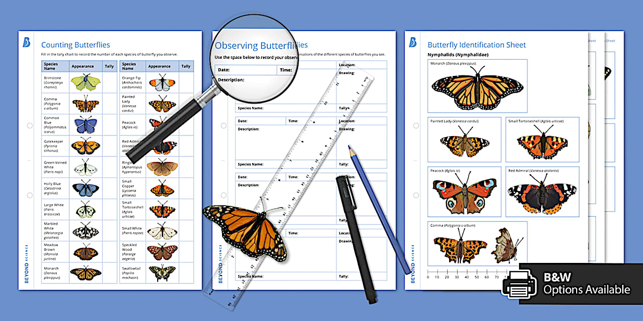 Butterfly Count Resource Pack (teacher made) - Twinkl