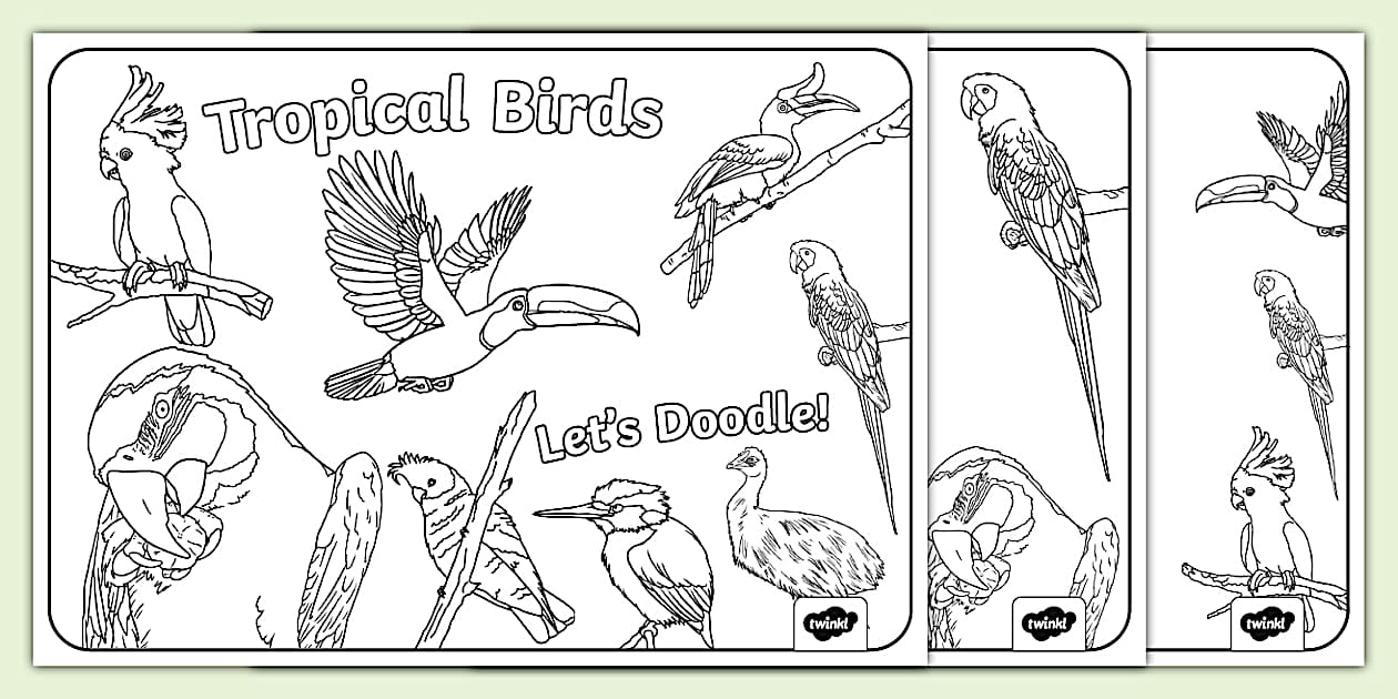 Tropical Birds Doodle Colouring Pages - Twinkl - KS1