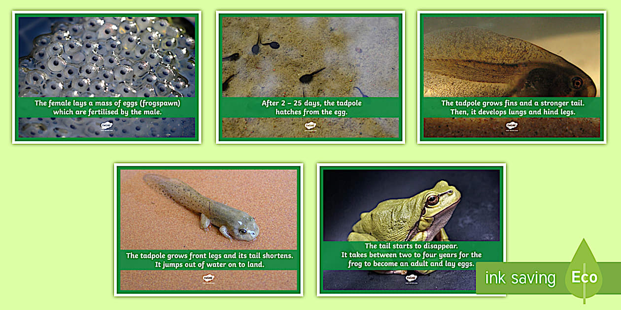 Amphibian Life Cycle Photo Pack (teacher made) - Twinkl