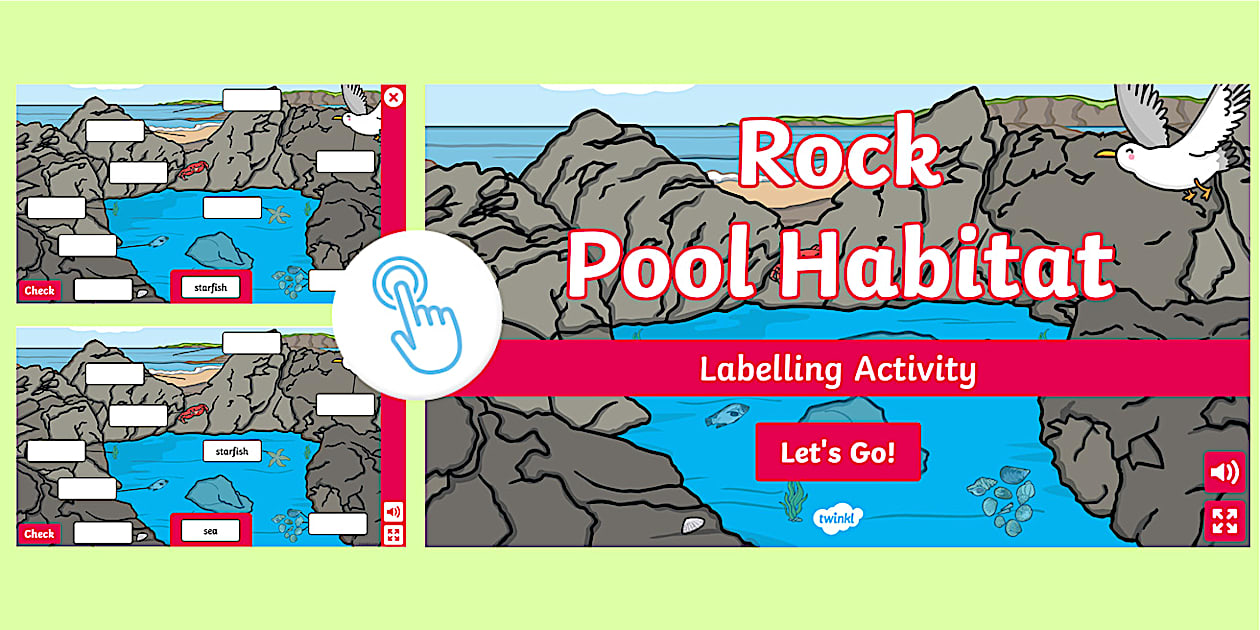 Rock Pool Habitat Interactive Labelling Activity - Twinkl