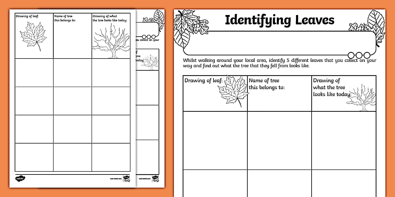 Identifying Leaves Worksheet (teacher made) - Twinkl