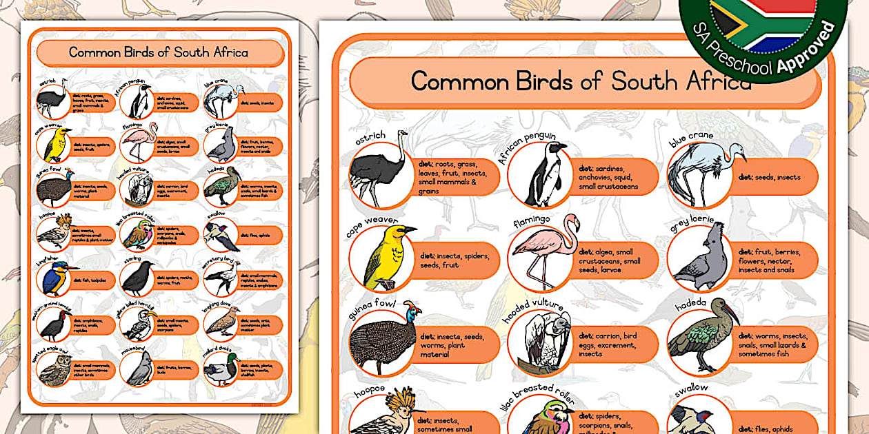 Common Birds of South Africa Identification Chart - Twinkl