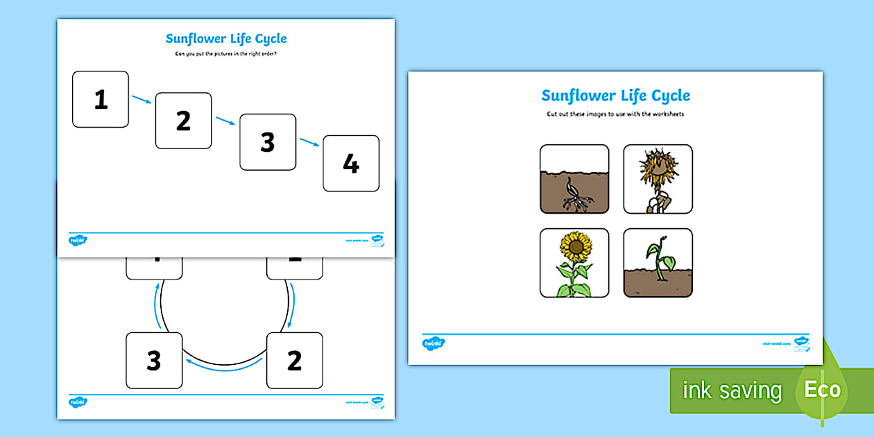 Sunflowers KS1 Life Cycle Worksheets - Primary Resources