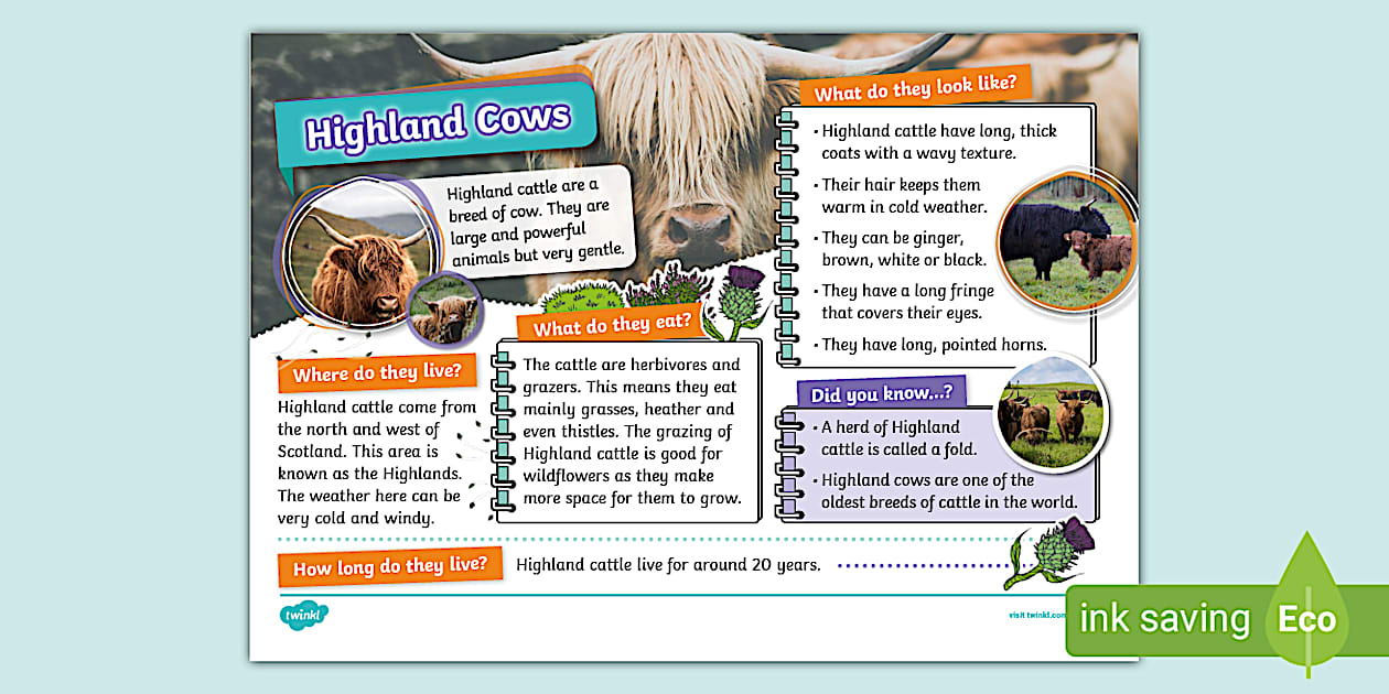 Highland Cow Fact File - KS1 - Animals - Mammals - Twinkl