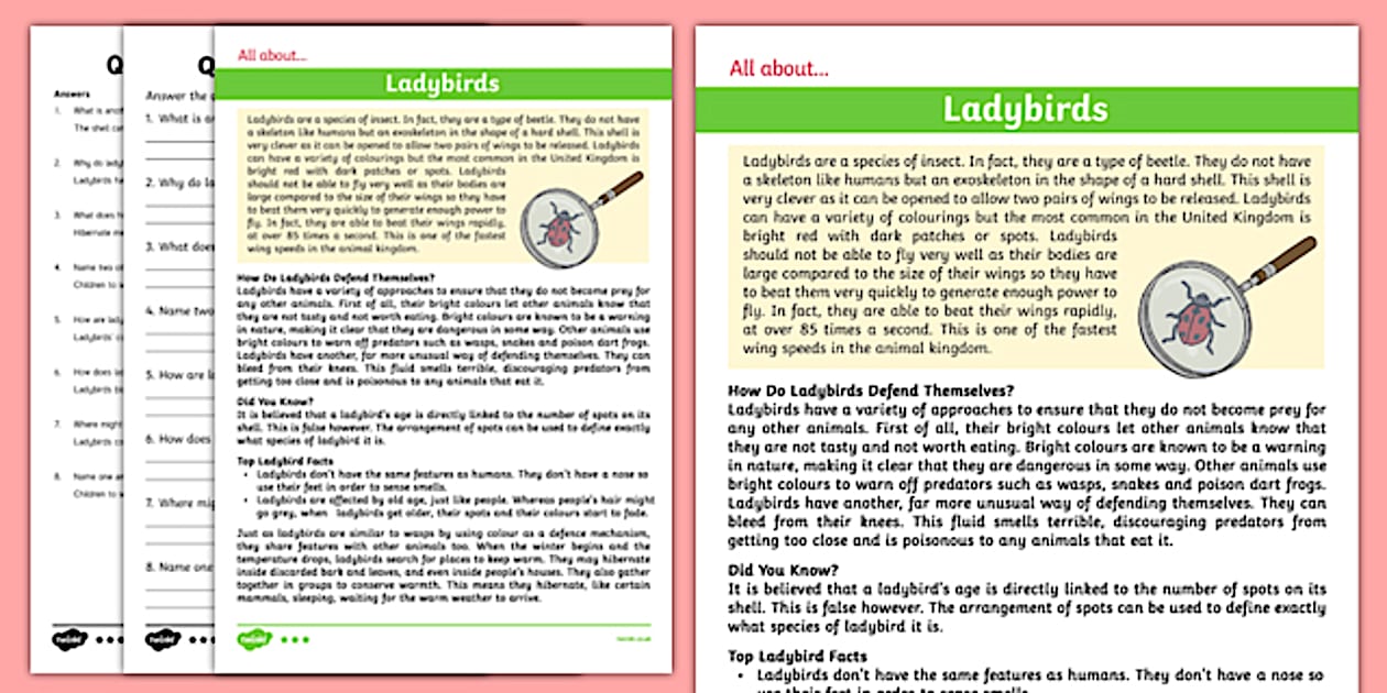 Ladybird Information - KS1 Reading Comprehension Activity