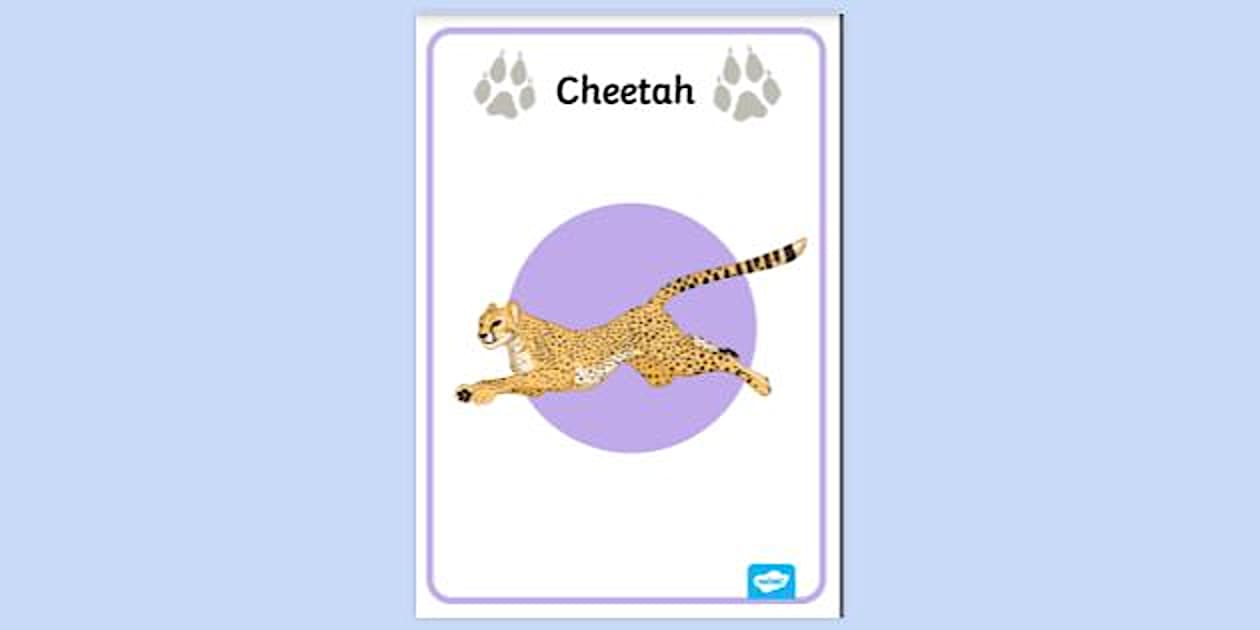 Cheetah Poster to Print | Educational Resource | Twinkl