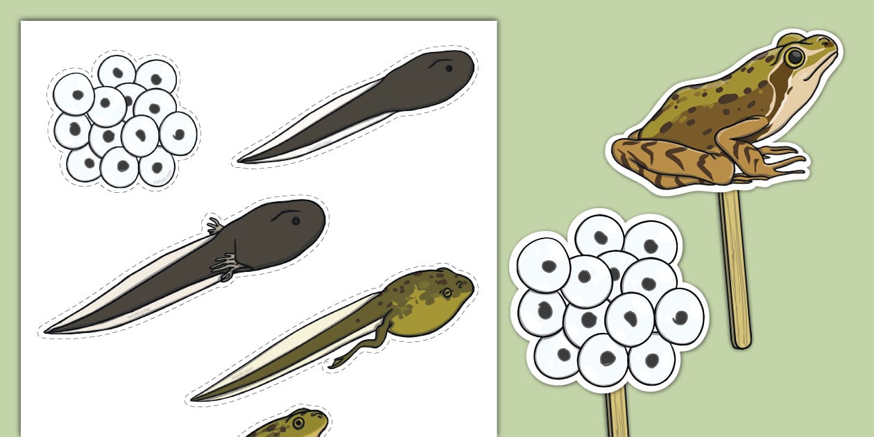 Life Cycle of a Frog Stick Puppets (teacher made) - Twinkl