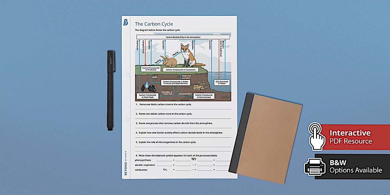 GCSE The Carbon Cycle Worksheet | Science | Beyond Secondary