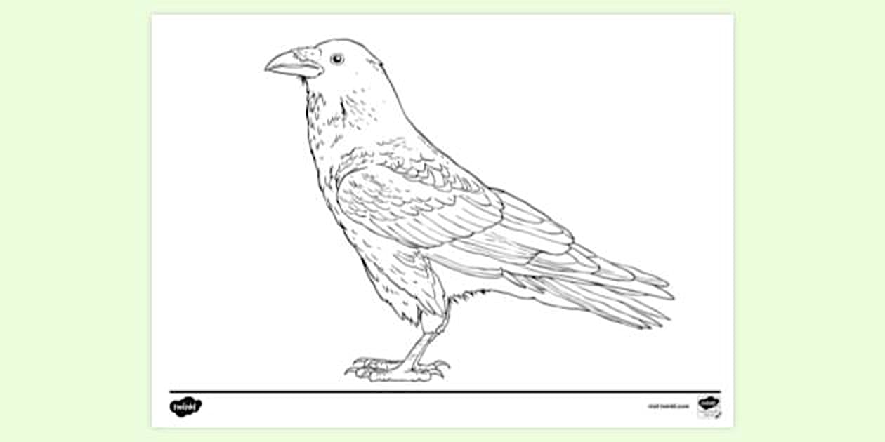 Raven Bird Colouring Page | Colouring Sheets - Twinkl