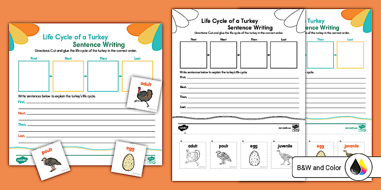 Life Cycle of a Turkey Sentence Writing Worksheet for 1st-2nd Grade