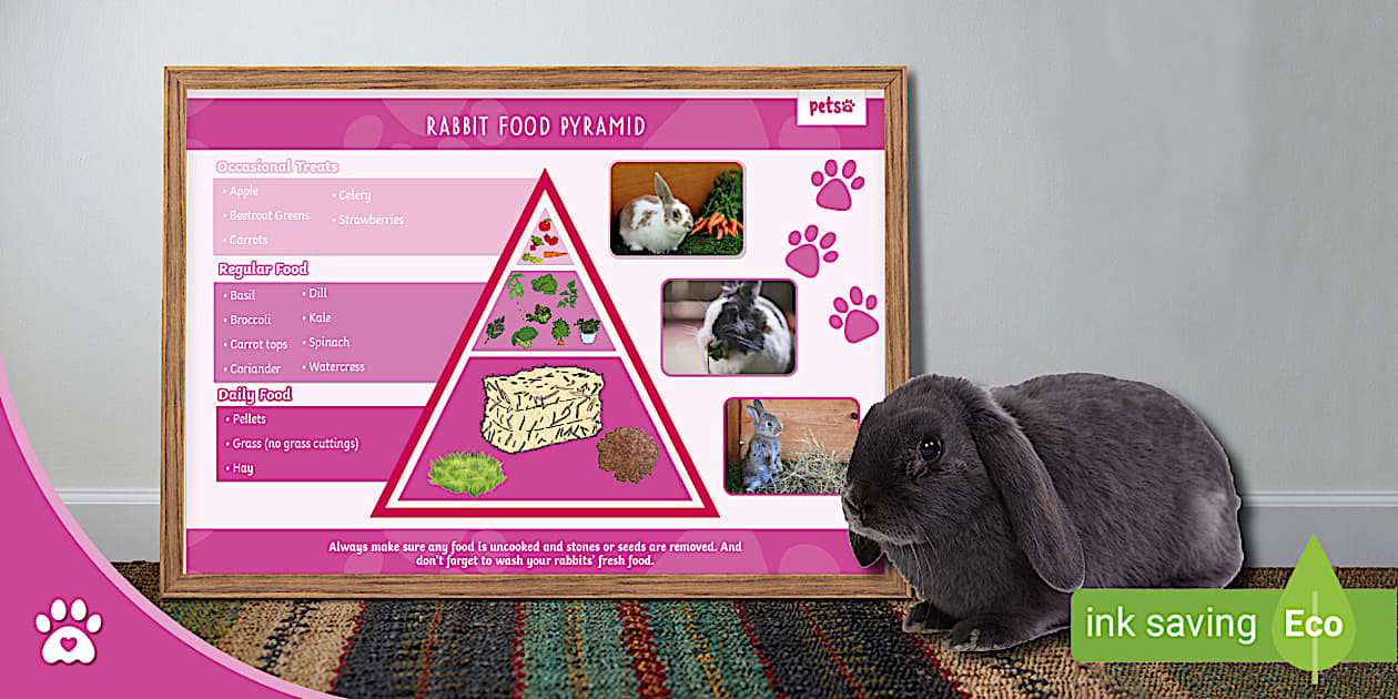 Rabbit Food Pyramid - Display Poster - Rabbits - Twinkl Pets
